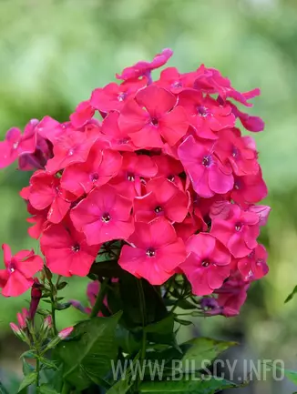 Floks 'Red Riding Hood' (Phlox paniculata) - Bilscy.info