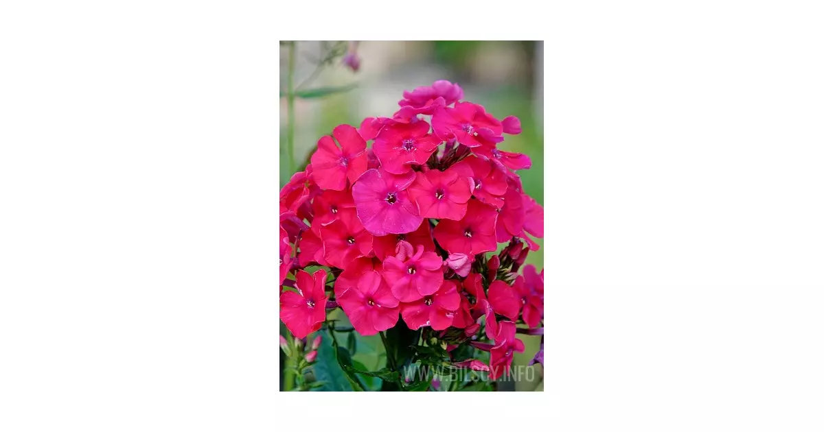 Floks 'Red Riding Hood' (Phlox paniculata) - Bilscy.info