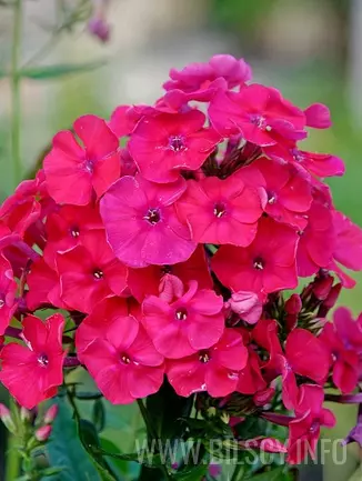 Floks 'Red Riding Hood' (Phlox paniculata) - Bilscy.info