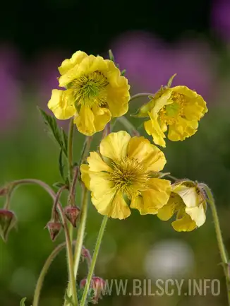 Geum - Bilscy.info