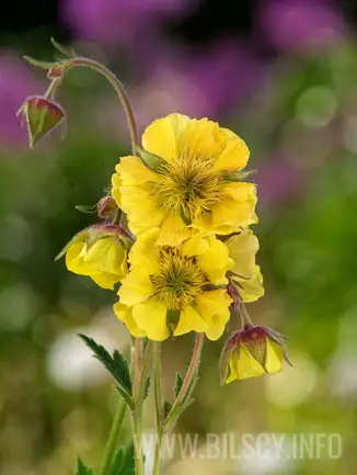 Geum - Bilscy.info