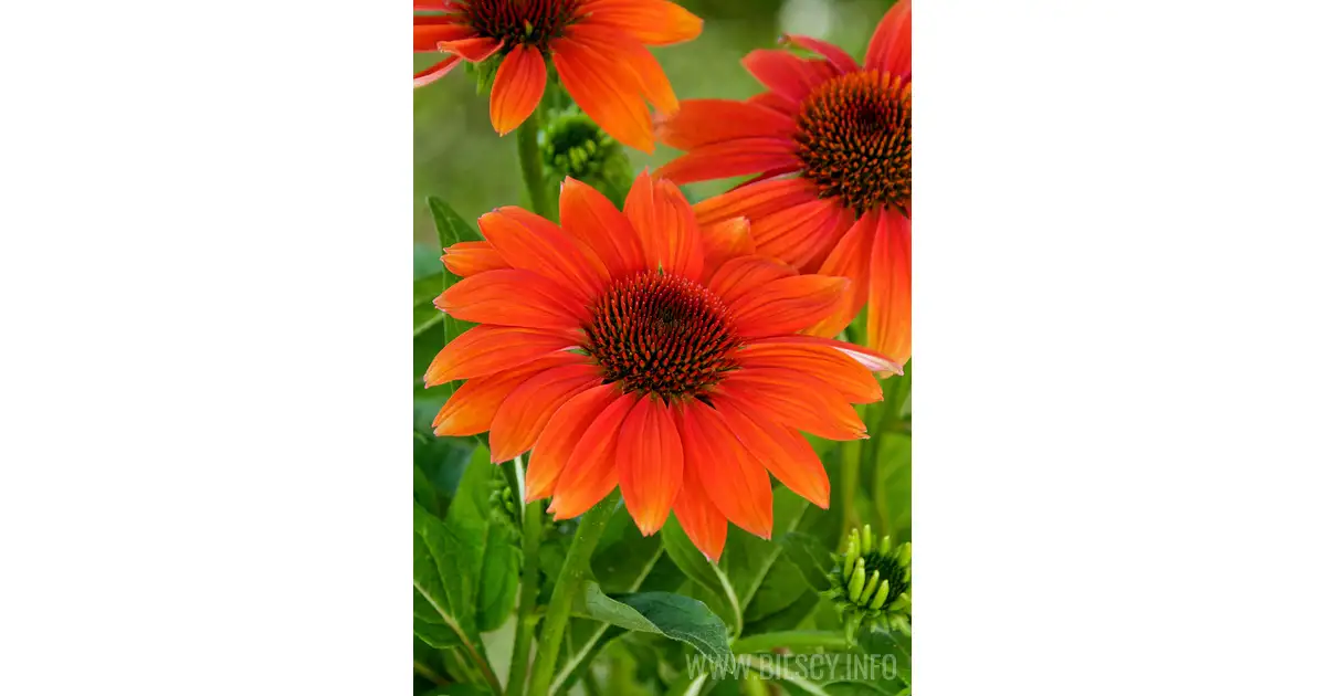 Jeżówka 'Prairie Blaze Orange Sunset' (Echinacea hybrida) - Bilscy.info