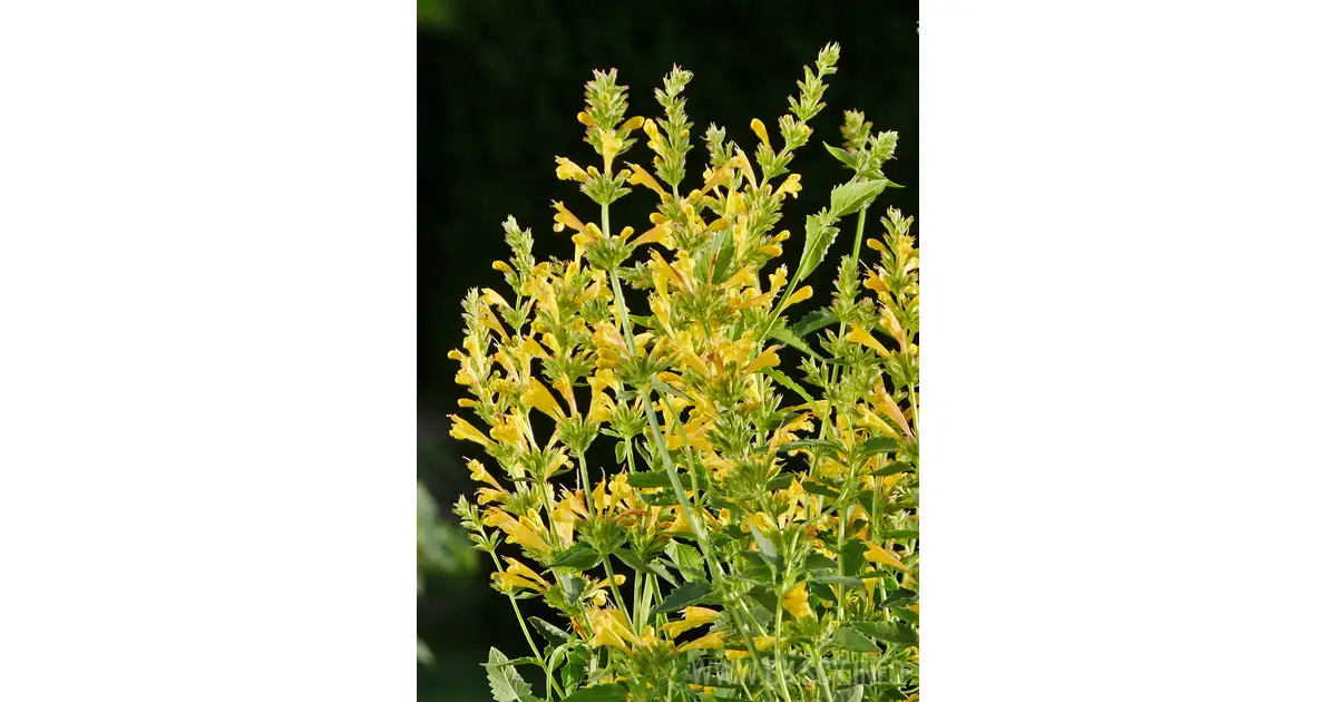 Kłosowiec 'Kudos Yellow' (Agastache) - Bilscy.info