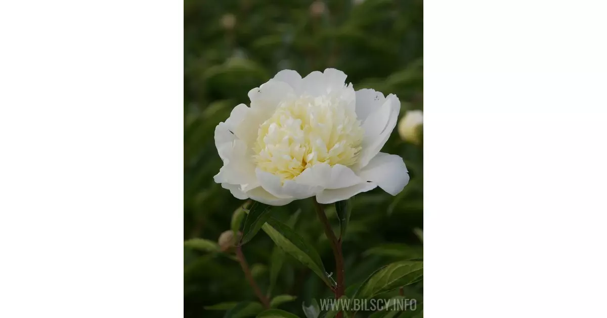 Pivonka čínska 'Creamy Charlie's White' (Paeonia lactiflora) Bilscy.info