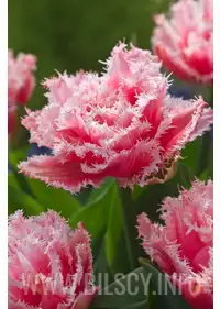 Tulipa 'Flaming Memory' - Bilscy.info