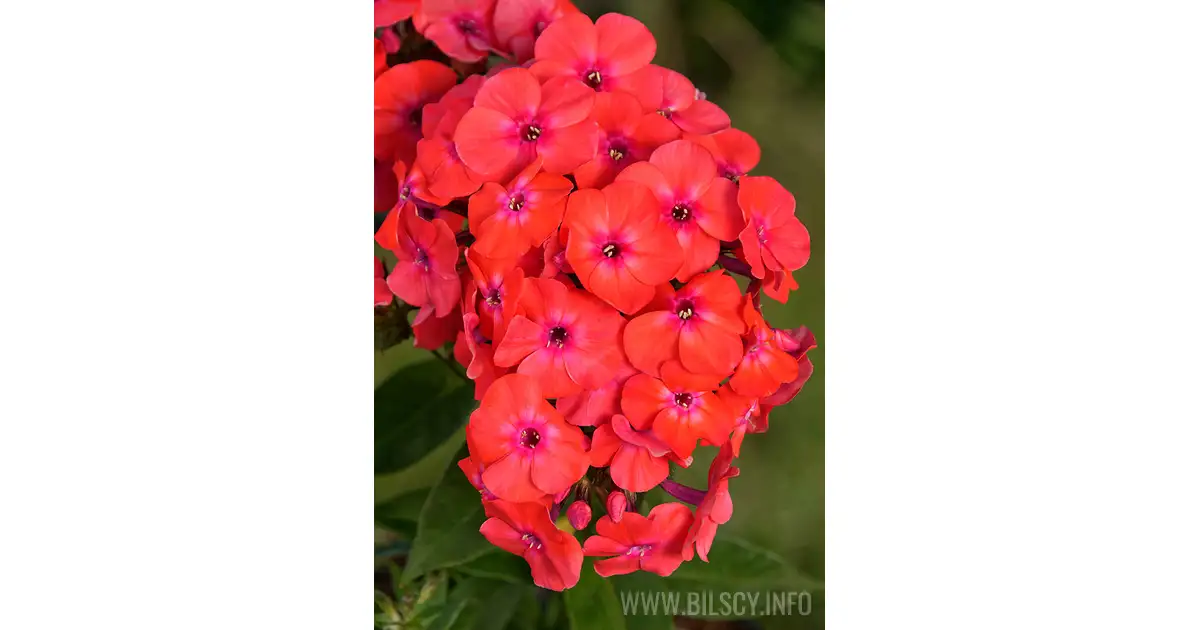 Floks 'Flame Watermelon' (Phlox paniculata) - Bilscy.info