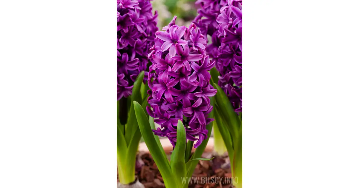 Hyacinthus 'Miss Saigon' - Bilscy.info