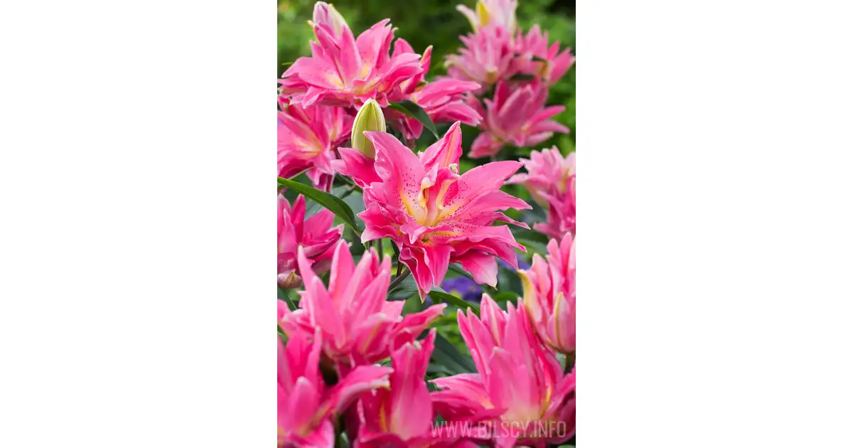 Lilia orientalna 'Roselily Elena' (Lilium orientalis) - Bilscy.info