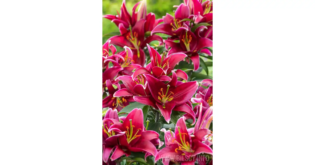 Lilia orientalna 'Scorpio' (Lilium hybr.) - Bilscy.info