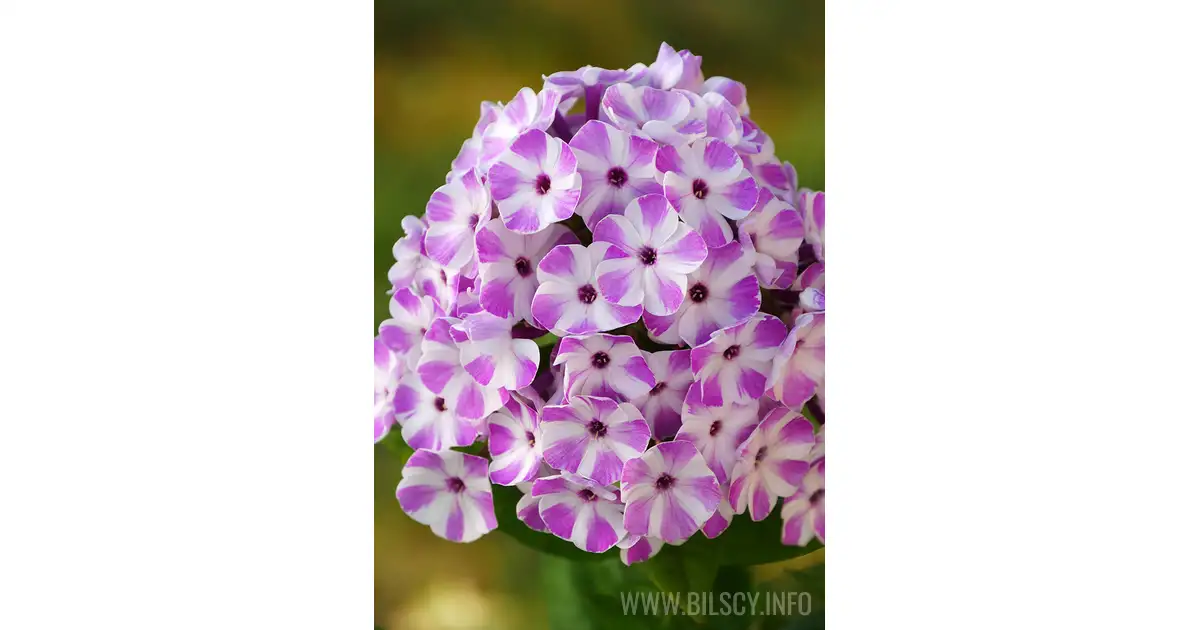 Phlox paniculata 'Flame Lilac Star' - Bilscy.info