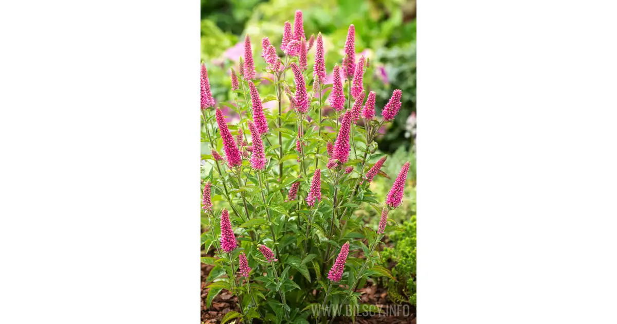Przetacznik kłosowy 'Ronica Fuchsia' (Veronica) - Bilscy.info