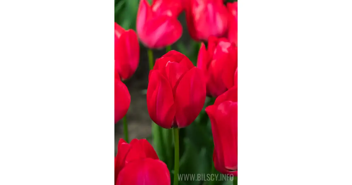 Tulipan triumph 'Spryng Tide' (Tulipa) - Bilscy.info