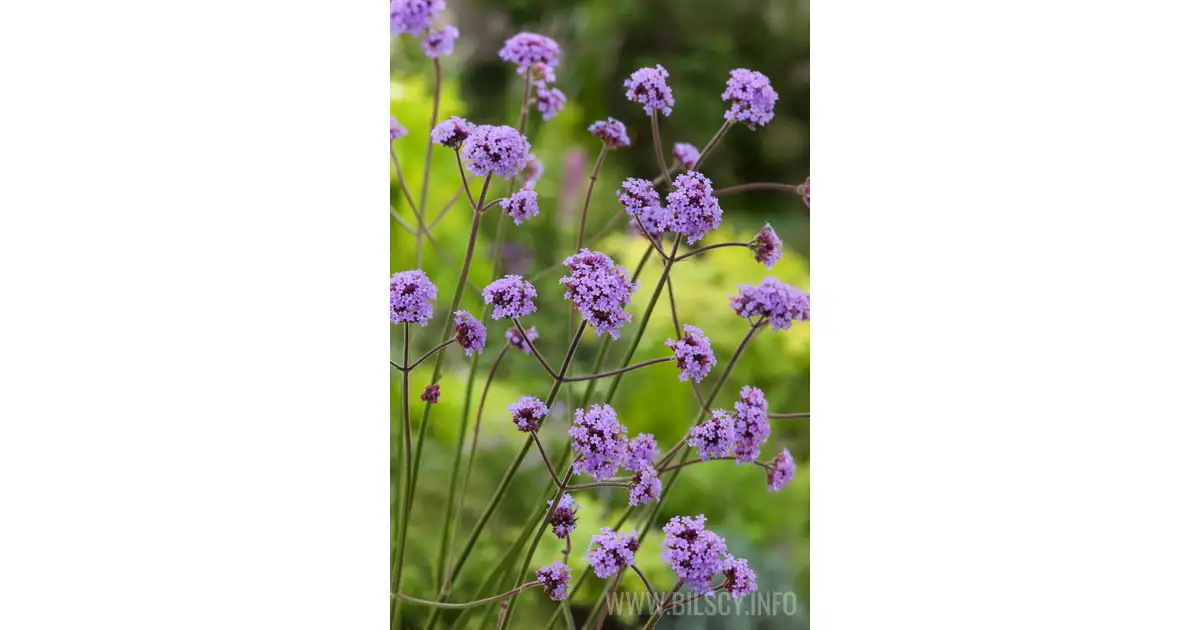 Werbena patagońska 'Bonny Blue'