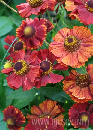 Dzielżan ogrodowy 'Ruby Charm' (Helenium ×hybridum hort) - Bilscy.info
