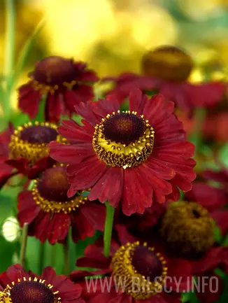 Dzielżan ogrodowy 'Ruby Charm' (Helenium ×hybridum hort) - Bilscy.info