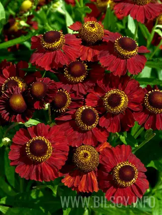 Dzielżan ogrodowy 'Ruby Charm' (Helenium ×hybridum hort) - Bilscy.info