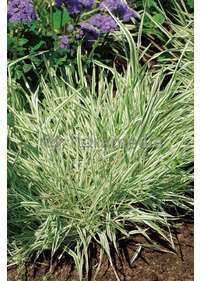 Trawy ozdobne sadzonki - Trawy ogrodowe sprzedaż wysyłkowa- Bilscy.info