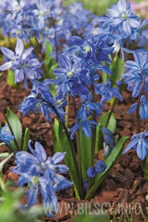 [Zestaw] Kolorowa rabata cebulowa () - Bilscy.info