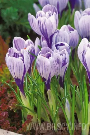 [Zestaw] Kolorowa rabata cebulowa () - Bilscy.info