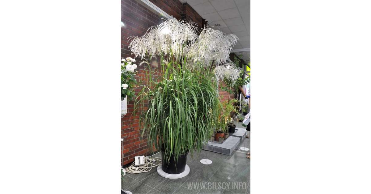 Miskant chiński 'Memory' (Miscanthus sinensis) - Bilscy.info