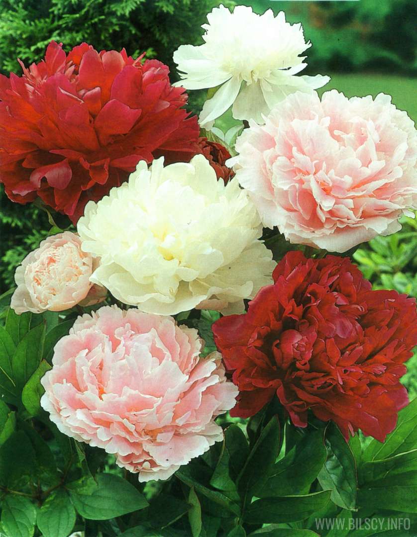 Piwonia mix 3 szt. (Paeonia lactiflora) - Bilscy.info