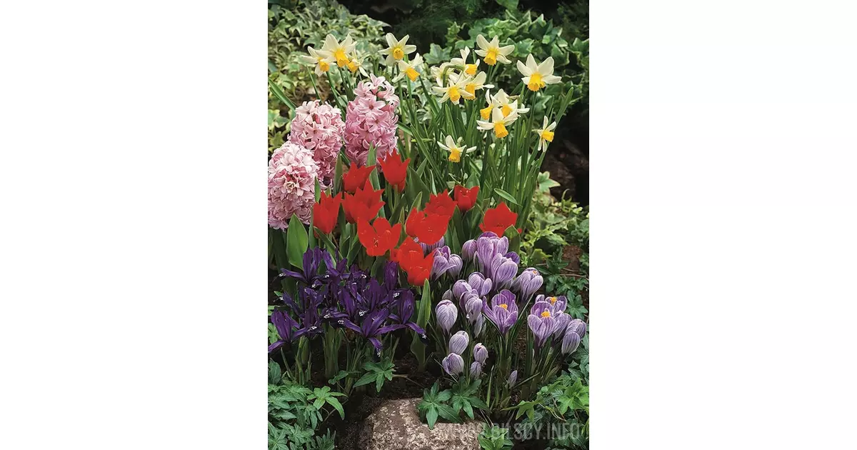 [Zestaw] Kolorowa rabata cebulowa () - Bilscy.info