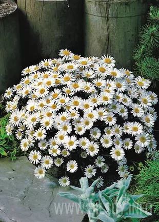 Aster alpejski 'Albus' (Aster alpinus) - Bilscy.info