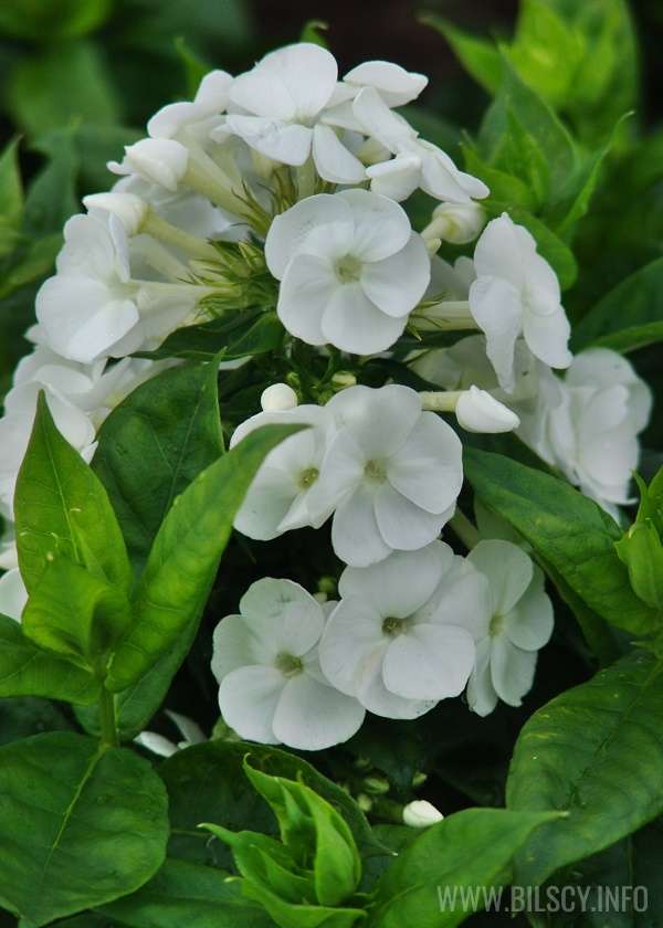Floks 'Pina Colada' (Phlox paniculata) - Bilscy.info