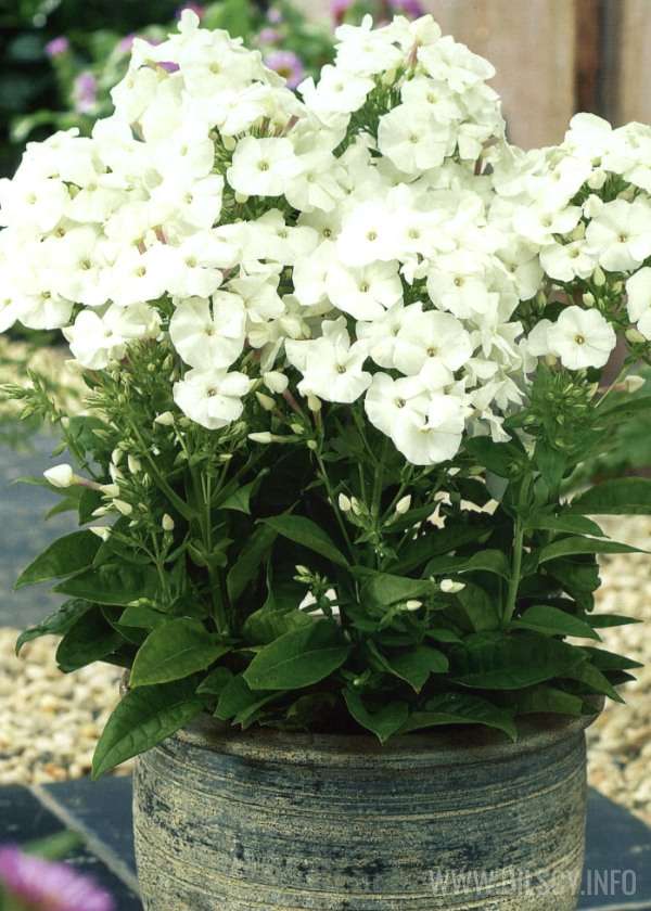 Floks 'Pina Colada' (Phlox paniculata) - Bilscy.info
