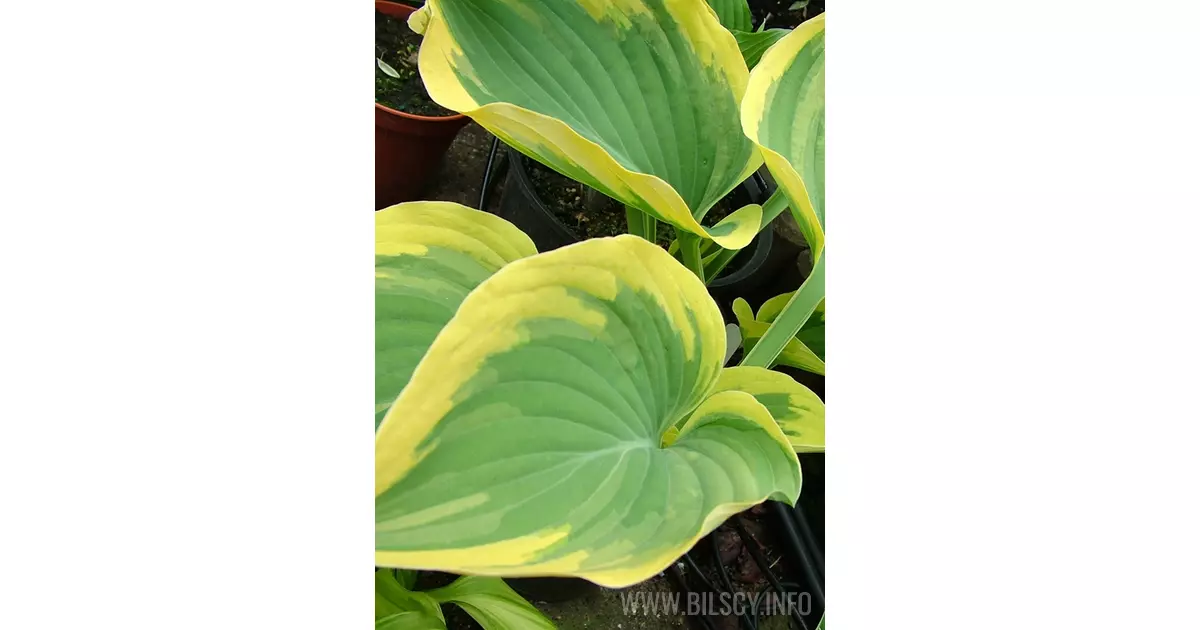 Hosta 'Majesty' - Bilscy.info