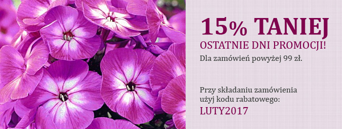 Floksy (Płomyki) - Sprzedaż floksów - Bilscy