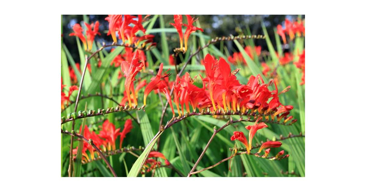 Krokosmia Cynobrówka (Crocosmia) Montbrecja Cebulki - Bilscy.info