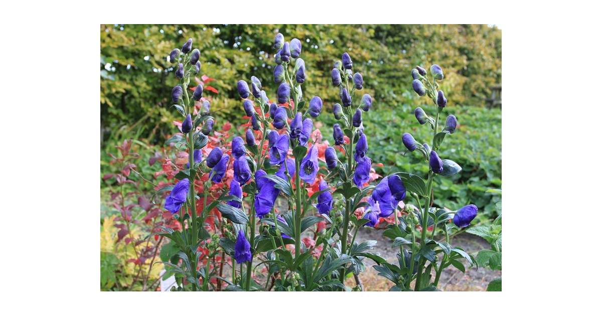 Tojad Mocny Ogrodowy (Aconitum) Sadzonki - Bilscy.info