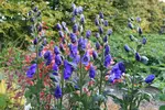 Tojad Mocny Ogrodowy (Aconitum) Sadzonki - Bilscy.info