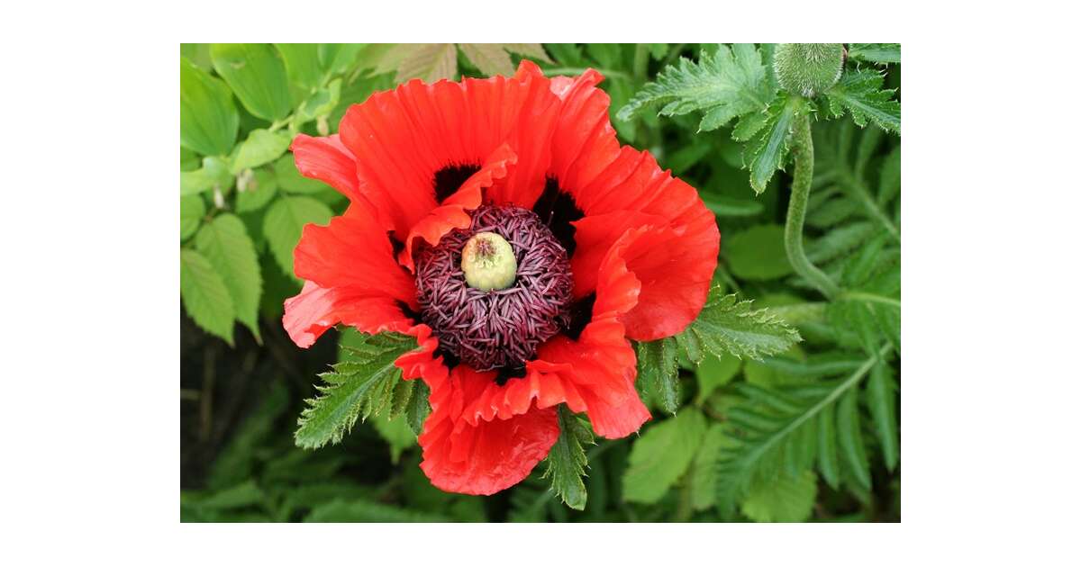 Mak wschodni - legalna uprawa i zastosowanie +zdjęcia - Bilscy.info