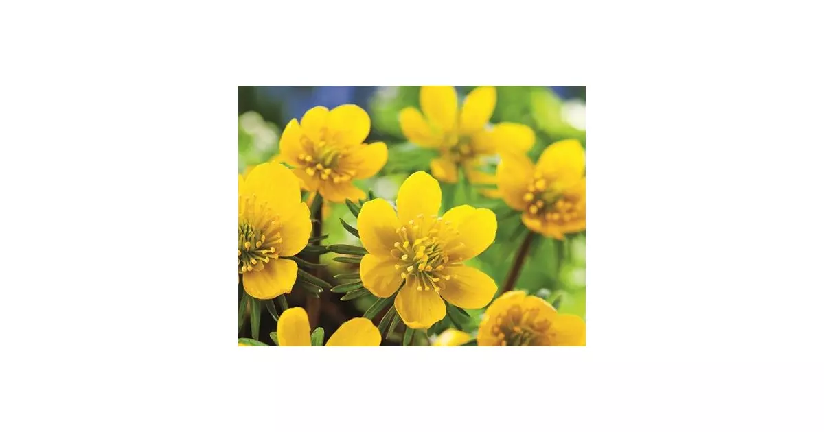 Rannik – oryginalna bylina na rabaty, skalniaki oraz obrzeża - Bilscy.info