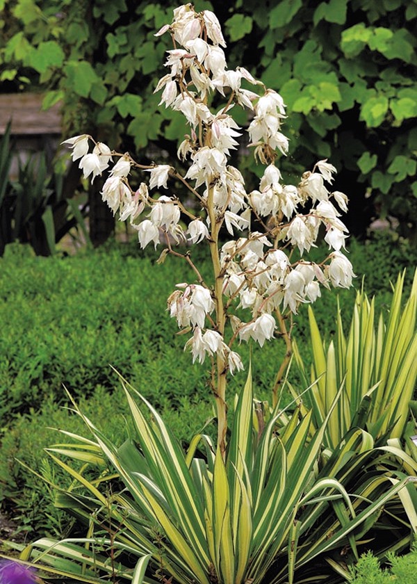 Golden Sword Yucca