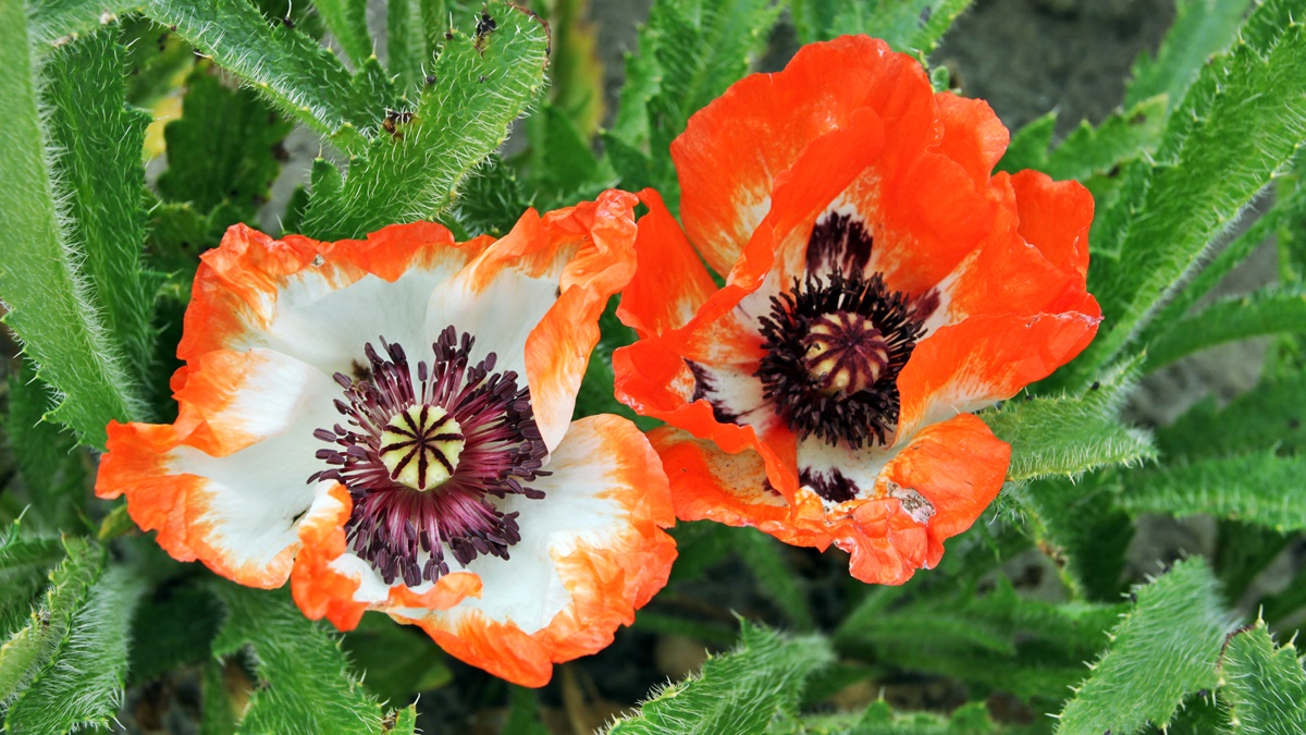 Mak wschodni - legalna uprawa i zastosowanie +zdjęcia - Bilscy.info