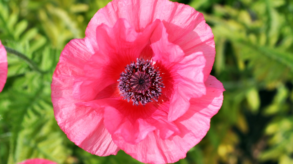 Mak Ogrodowy Orientalny Wschodni (Papaver) Sadzonki - Bilscy.info