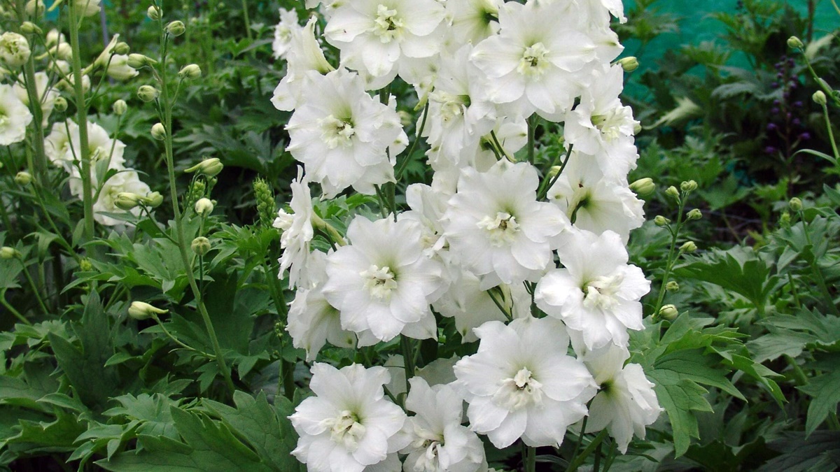 Ostróżki ogrodowe - przegląd gatunków, uprawa i zastosowanie w ogrodzie ...