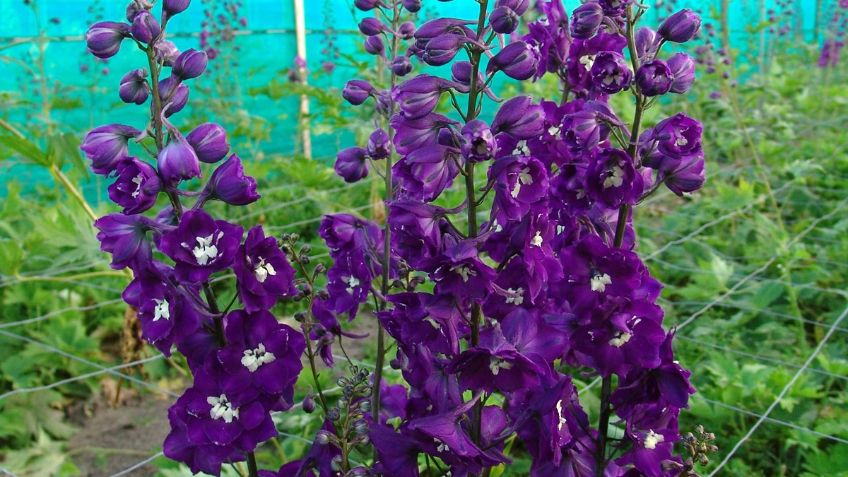 Ostróżki ogrodowe - przegląd gatunków, uprawa i zastosowanie w ogrodzie ...