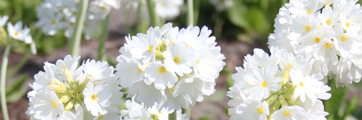 Pierwiosnki – przegląd i uprawia zwiastunów wiosny - Bilscy.info