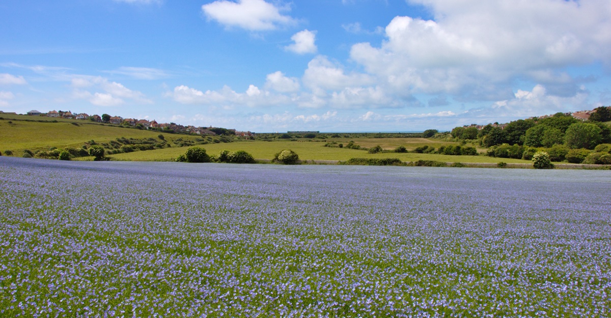 Rośliny w przemyśle tekstylnym – materiały i barwniki - Bilscy.info